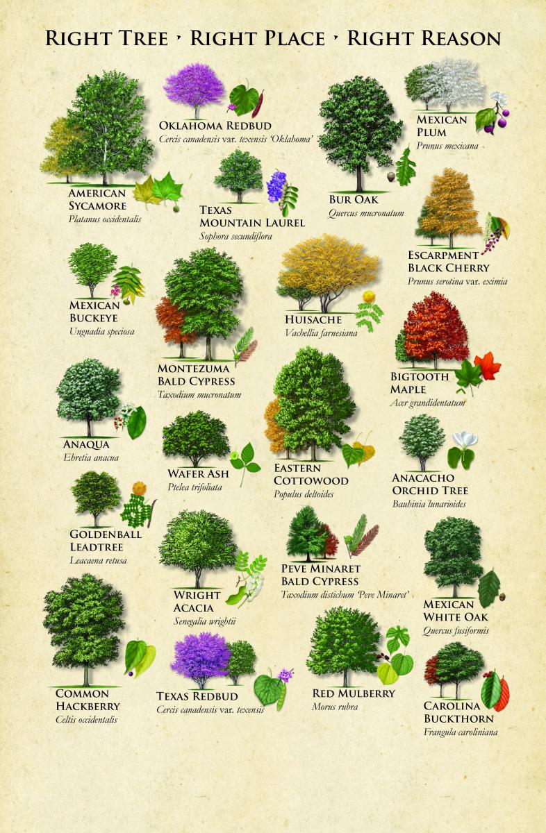 Forest Trail at Austin Nature & Science Center | AustinTexas.gov