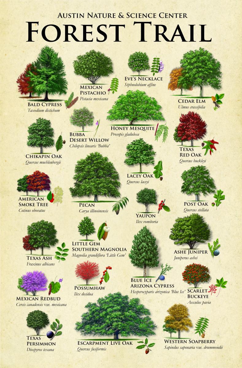 Forest Trail at Austin Nature & Science Center | AustinTexas.gov