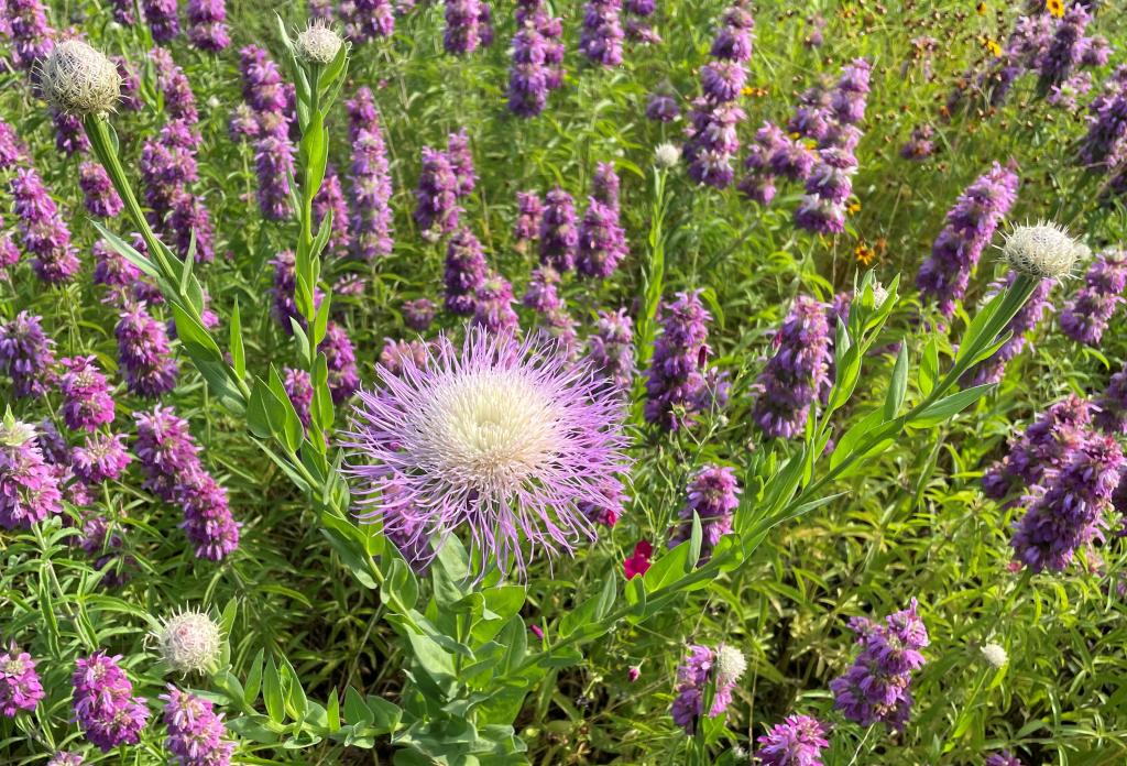 Austin Memorial Park Wildflower Meadow | AustinTexas.gov