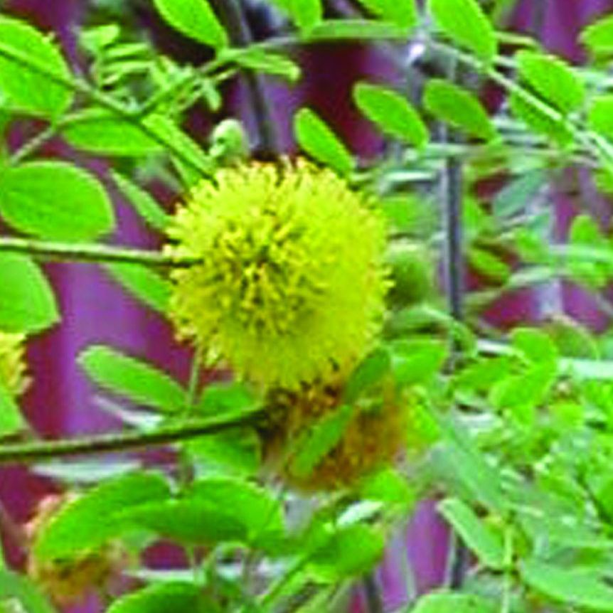 Goldenball Leadtree | AustinTexas.gov