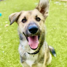 Austin Animal Center | AustinTexas.gov