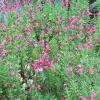 Sage, Cherry (Autumn Sage) | AustinTexas.gov - The Official Website of ...
